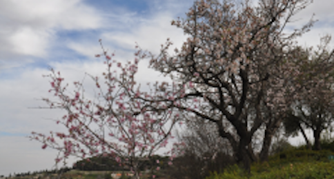 The Almond Tree Is Blooming - השקדיה פורחת: The Israel Forever Foundation