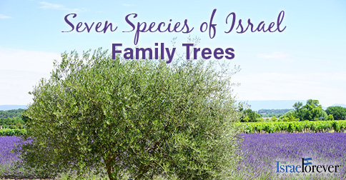 Seven Species of Israel Family Trees: The Israel Forever Foundation